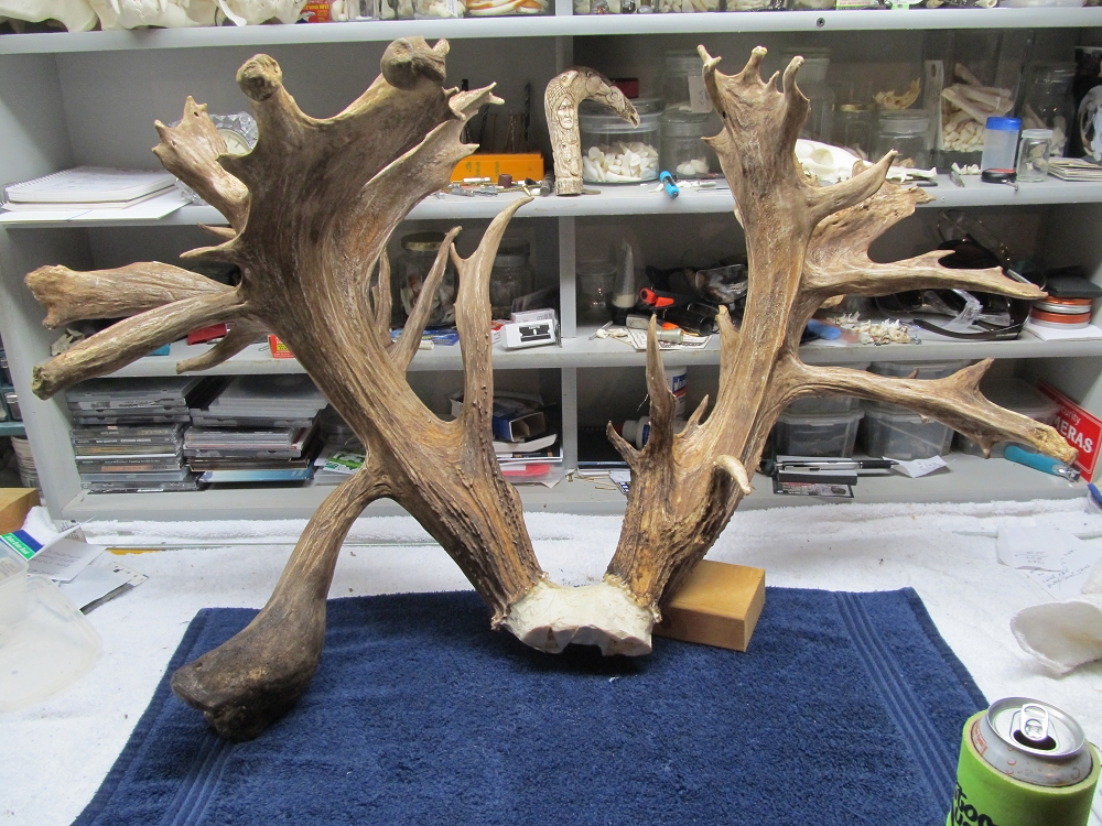 Skull Cleaning by Jeff Gustafson of Skullery Get your Animals Skull ...