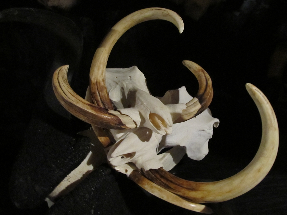 Skull Cleaning by Jeff Gustafson of Skullery Get your Animals Skull ...