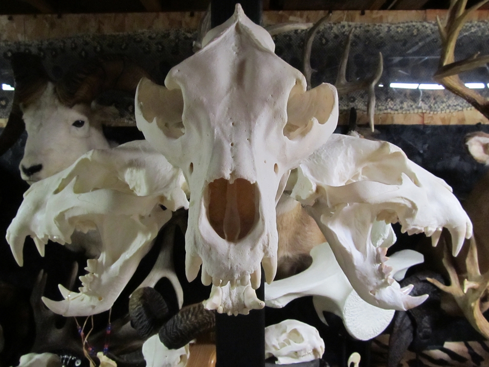 Skull Cleaning by Jeff Gustafson of Skullery Get your Animals Skull ...