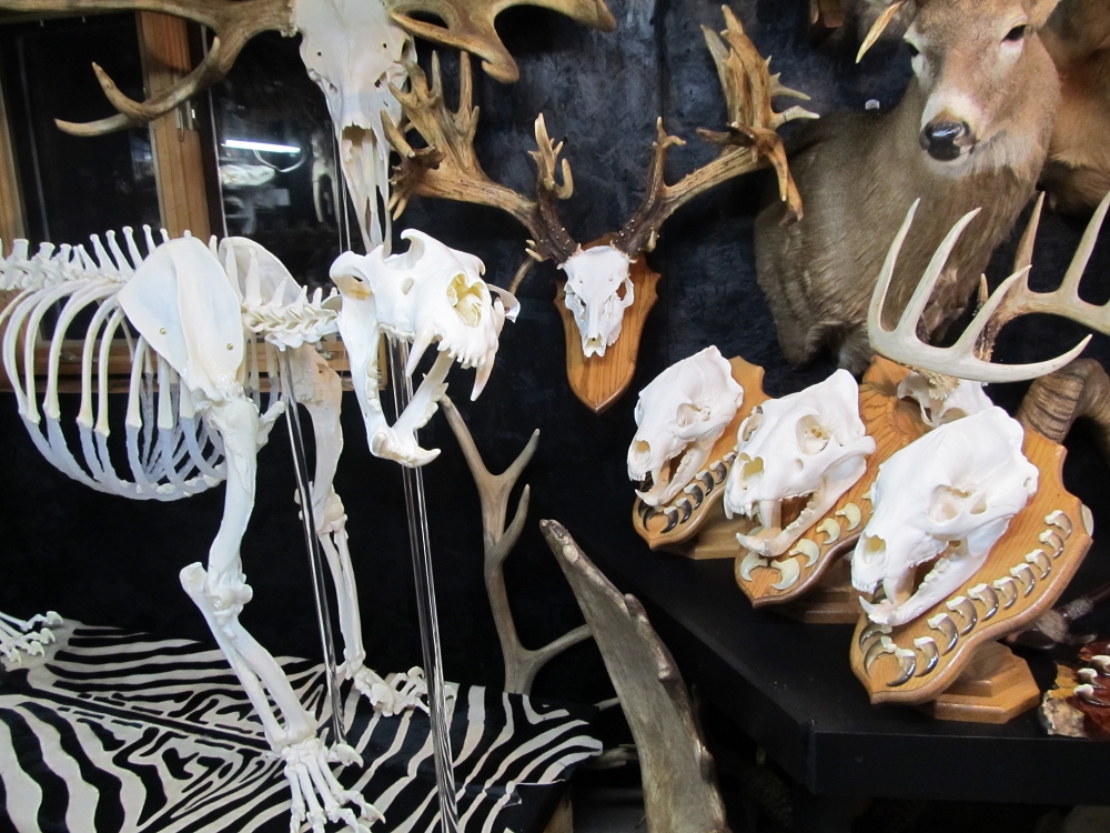 Skull Cleaning by Jeff Gustafson of Skullery Get your Animals Skull ...