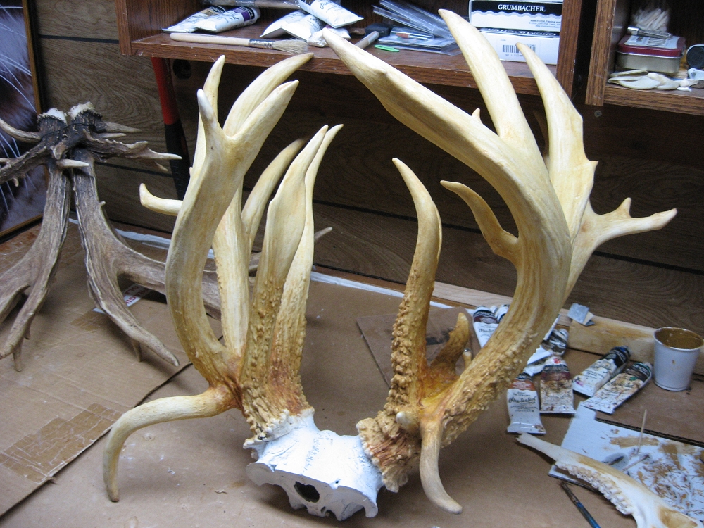 Skull Cleaning by Jeff Gustafson of Skullery Get your Animals Skull ...