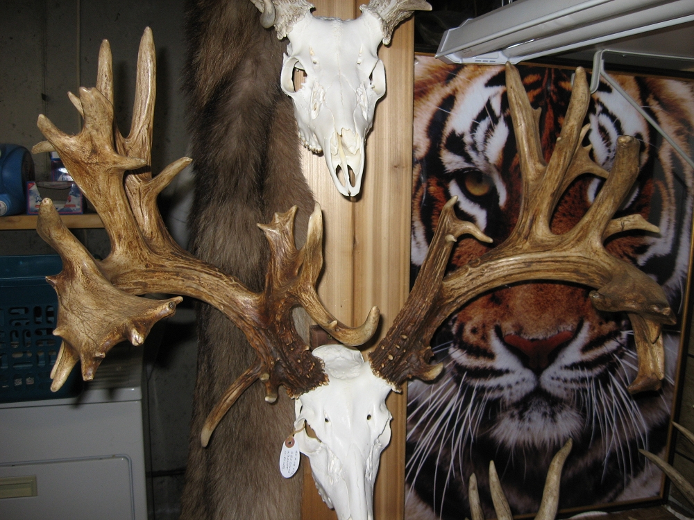 Skull Cleaning by Jeff Gustafson of Skullery Get your Animals Skull ...