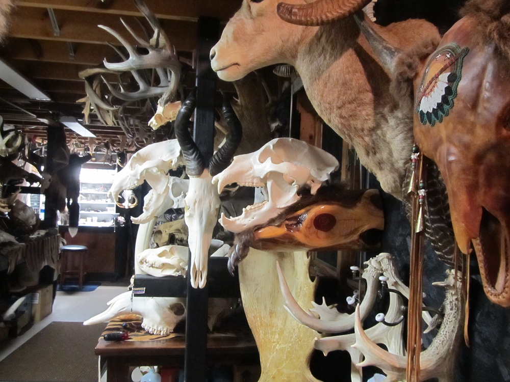Skull Cleaning by Jeff Gustafson of Skullery Get your Animals Skull ...